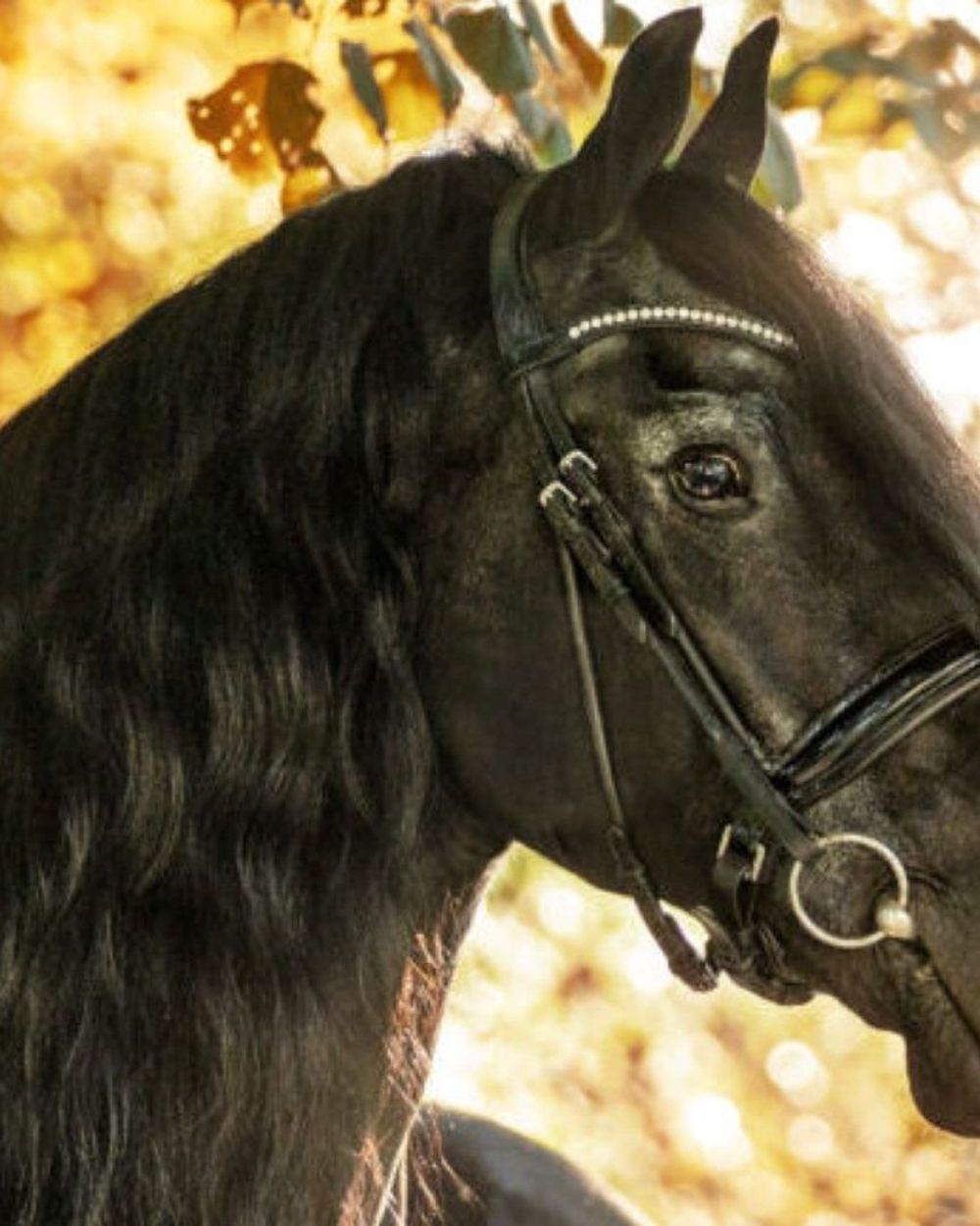 Hengst Jasper 366 - 'King of the stallions' - is dood - Omrop Fryslân