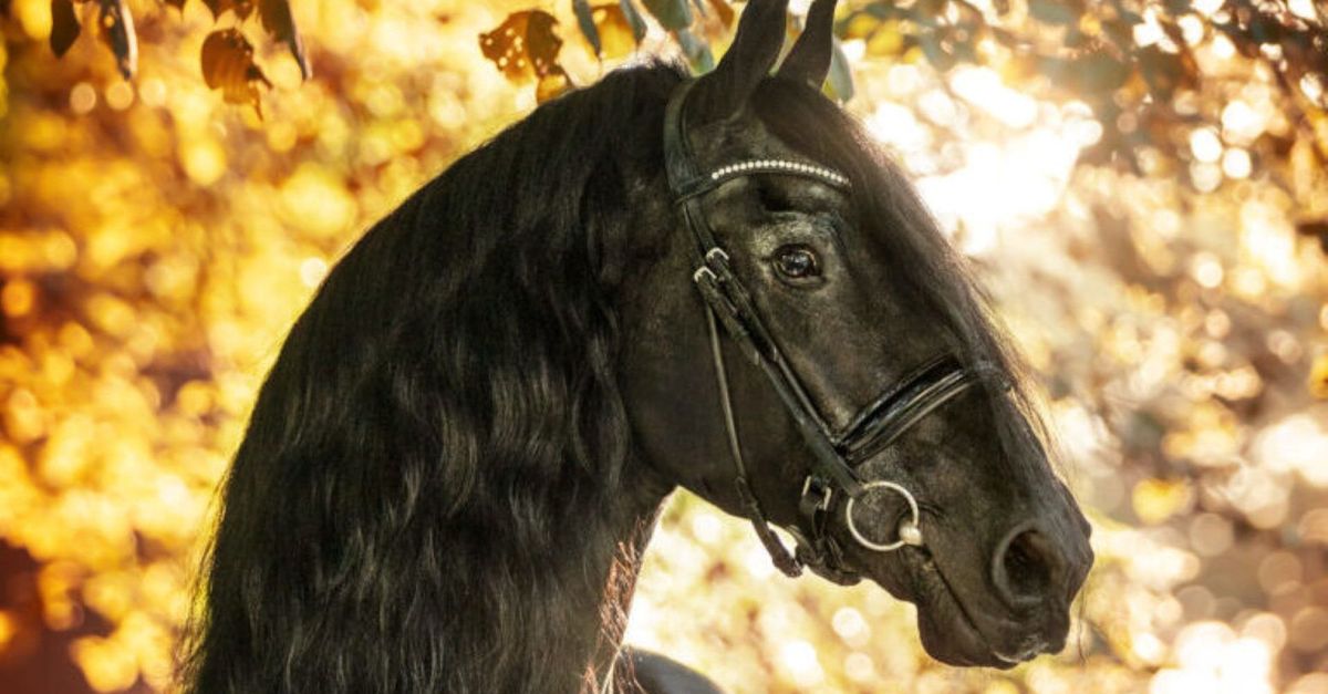 Hengst Jasper 366 - 'King of the stallions' - is dood - Omrop Fryslân