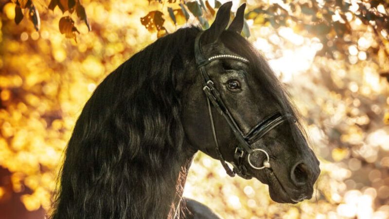 Hengst Jasper 366 - 'King of the stallions' - is dood - Omrop Fryslân