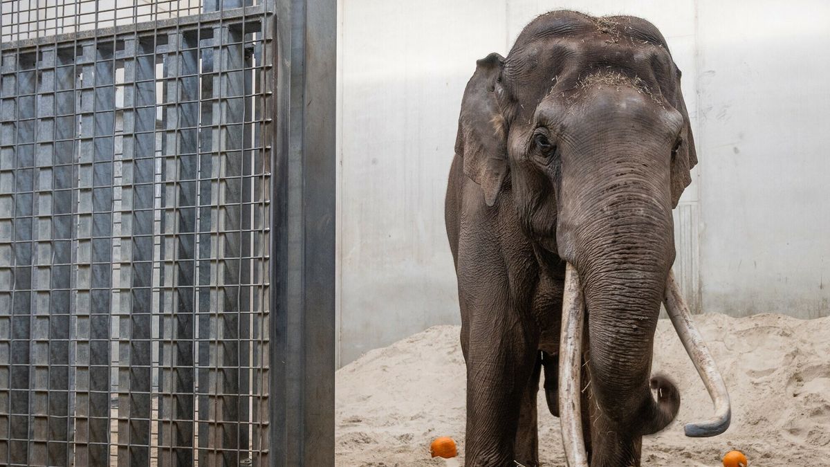 Olifantenstier Sibu moet seksleven Yadanar nieuw leven inblazen in Emmen - RTV Drenthe