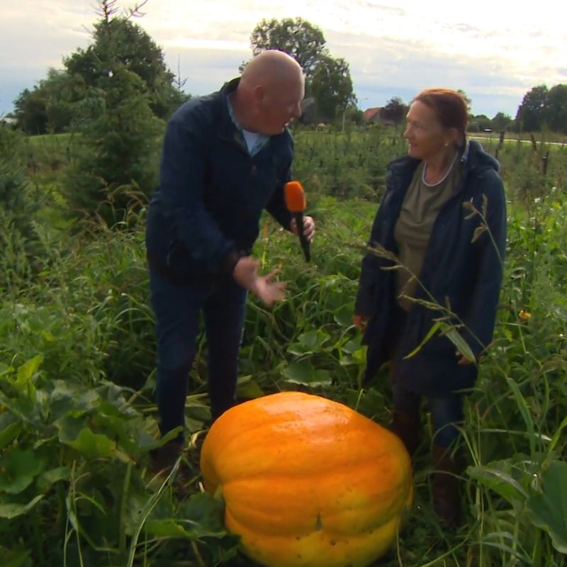 Expeditie Grunnen bekijkt grote pompoen: 'Je kunt er gewoon op zitten ...