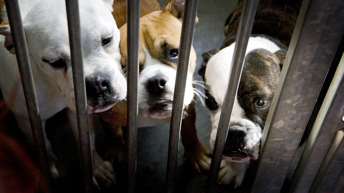 Dierenasiels bomvol rond Nieuwjaar - RTV Utrecht