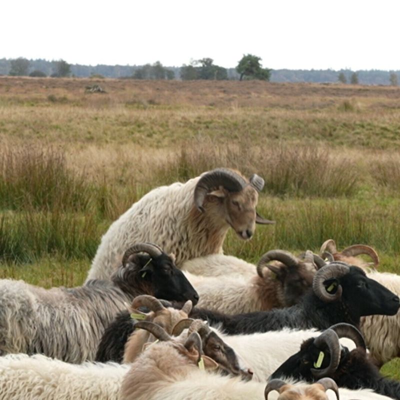 Het is weer bronsttijd voor schaapskudde Ruinen: vijftien rammen mogen ...
