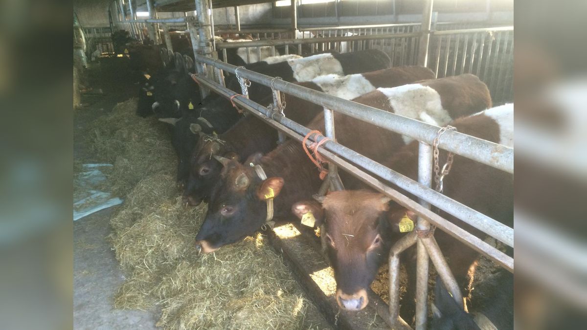 Bijzondere koeienrassen buiten fosfaatregeling - Omrop Fryslân