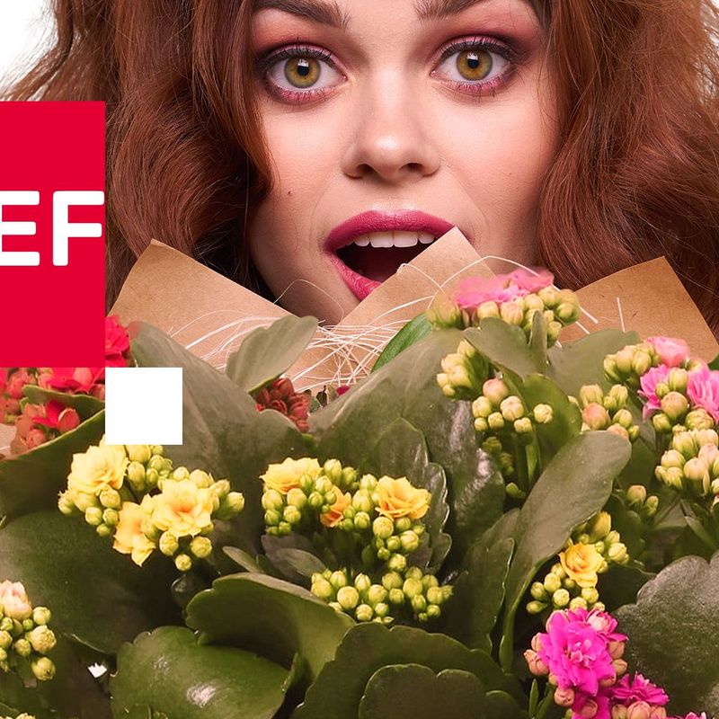 een bossie lente van RTV Drenthe cadeau! - RTV Drenthe