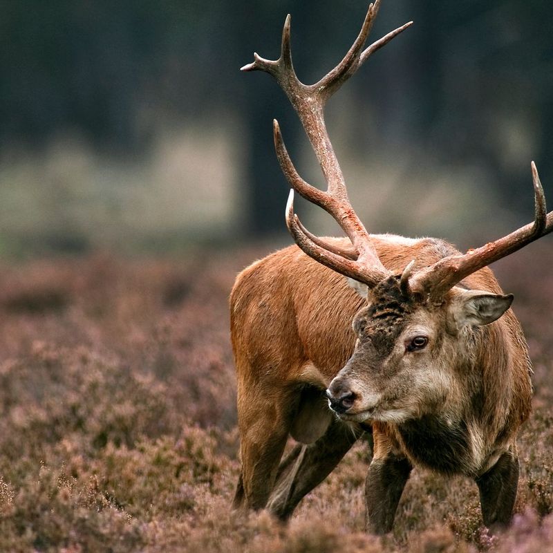 Edelhert in Drenthe: vijf vragen - RTV Drenthe