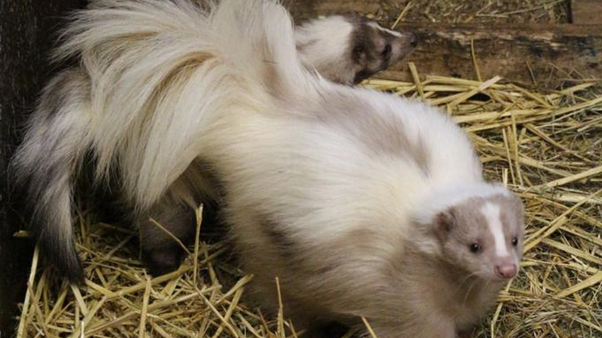 Ontsnapt stinkdier brengt Stiens in rep en roer: "Otto heeft de tijd ...