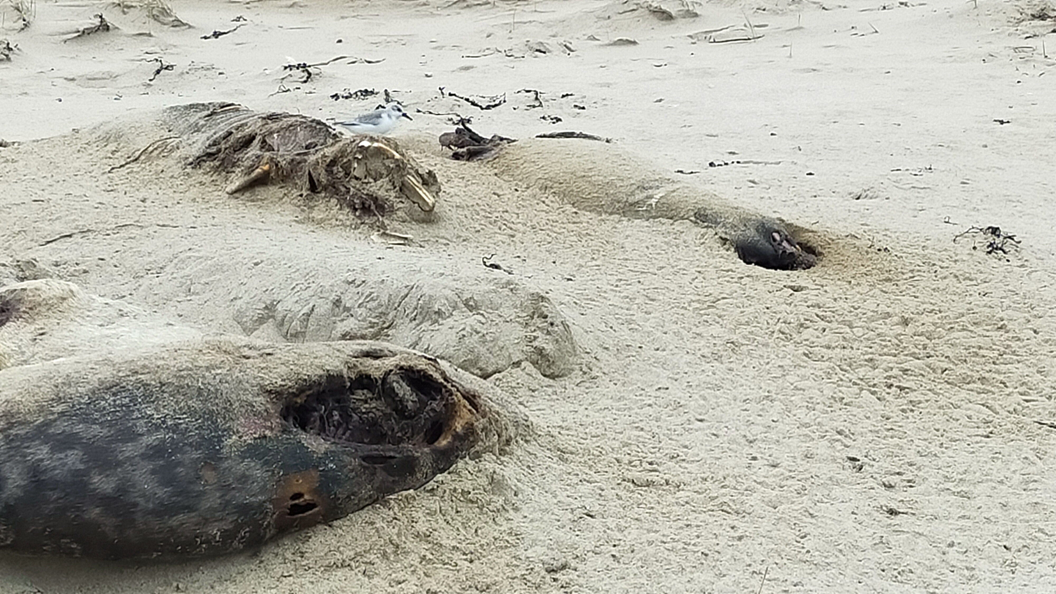 Kadavers op het strand trekken twaalf verschillende diersoorten aan en ...
