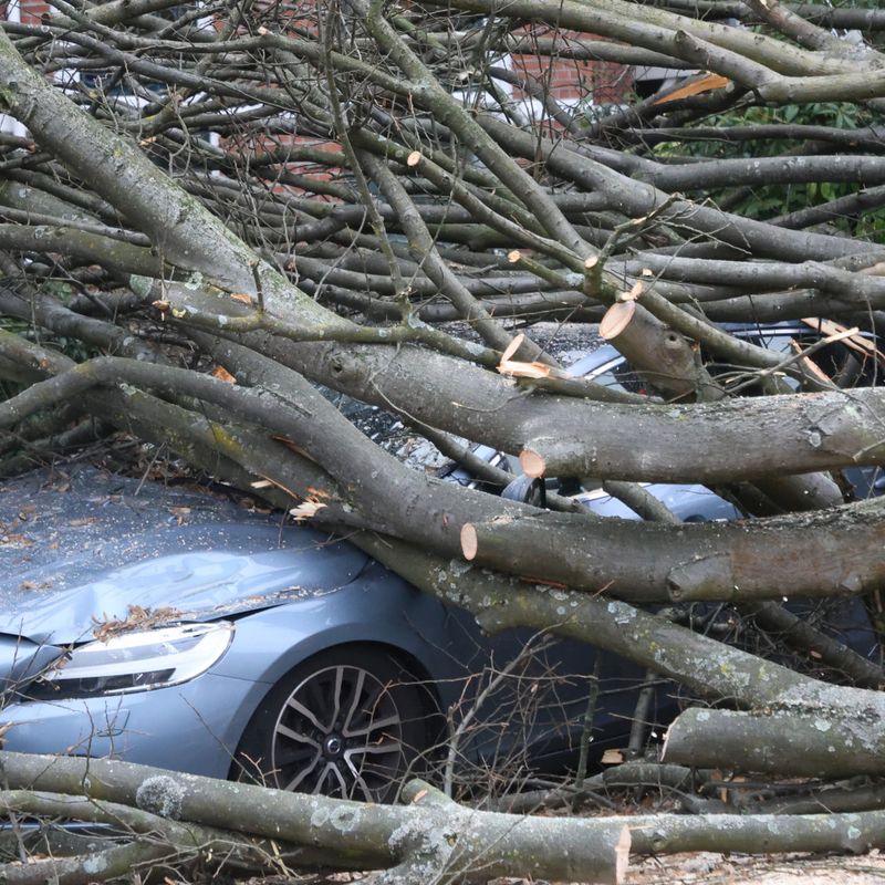 Enorme boom verplettert twee auto's op de Groot Hertoginnelaan - Den ...