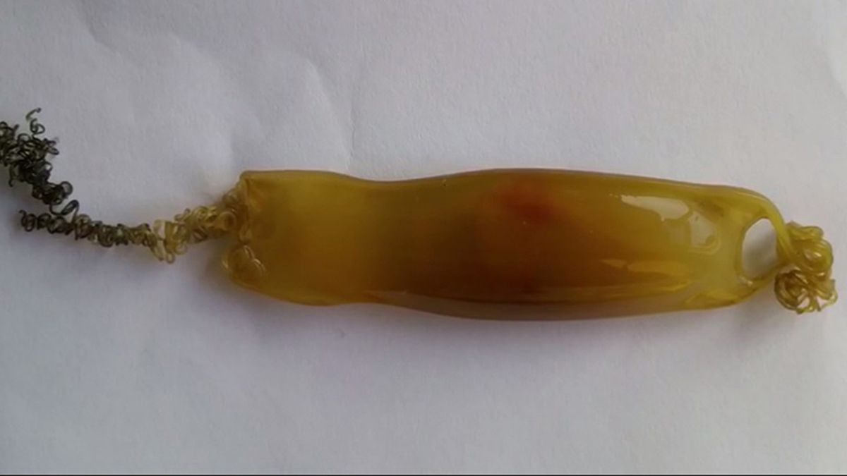 Vissers vinden haaienei met levend embryo (met video) - RTV Noord