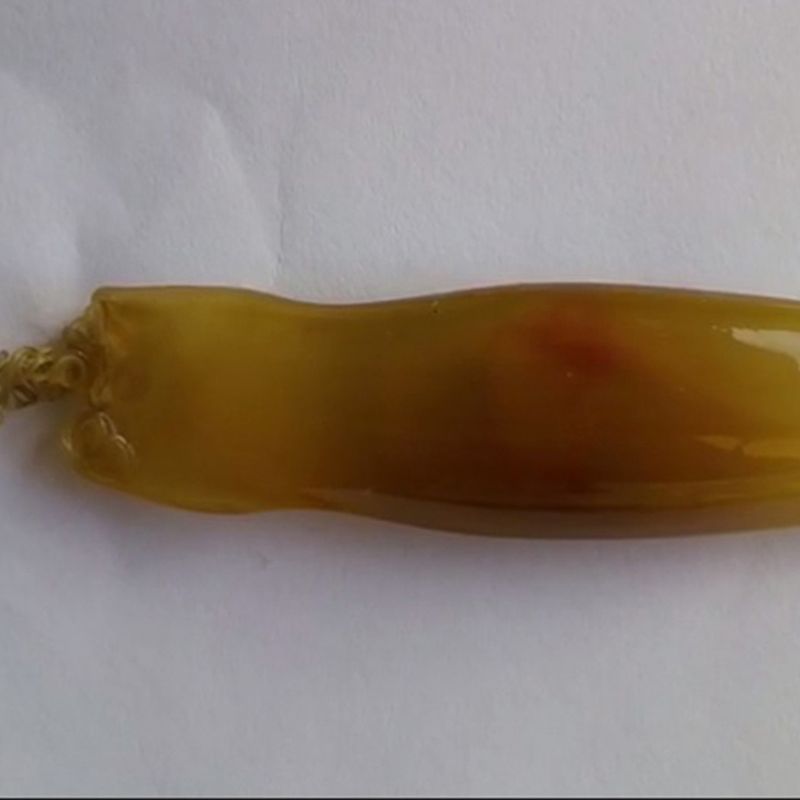 Vissers vinden haaienei met levend embryo (met video) - RTV Noord