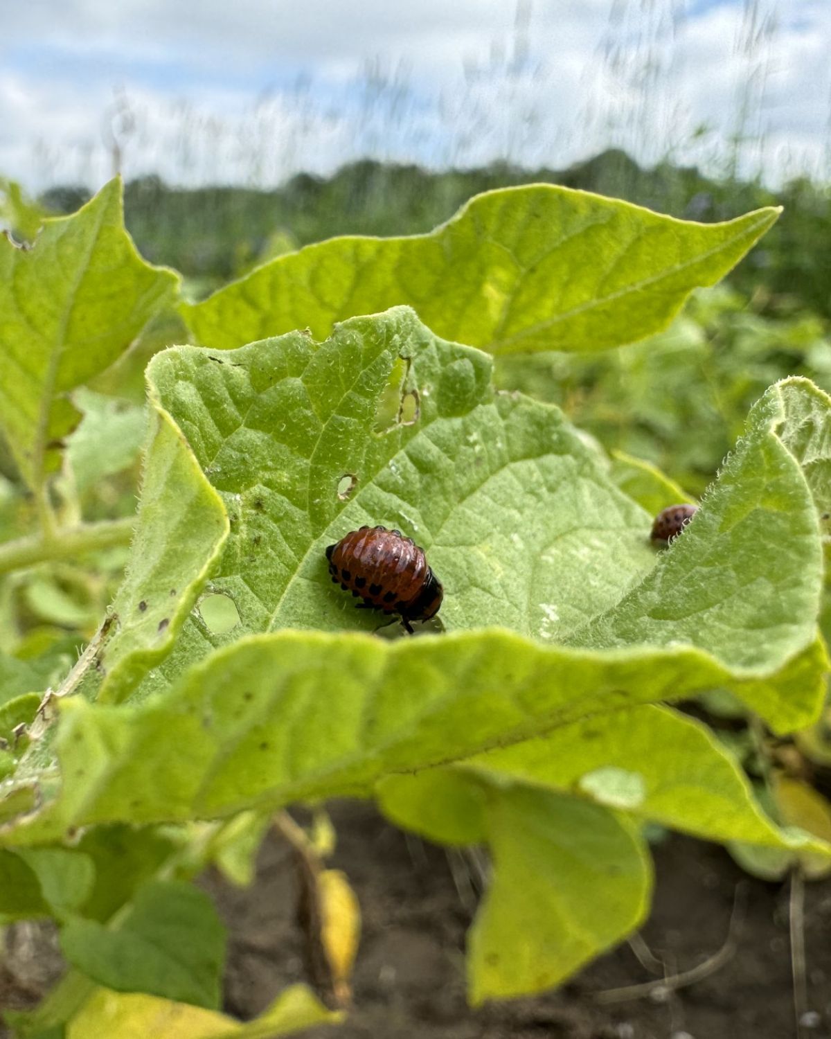 Vrijwilligers strijden tegen coloradokever bij Herenboeren in Venlo ...