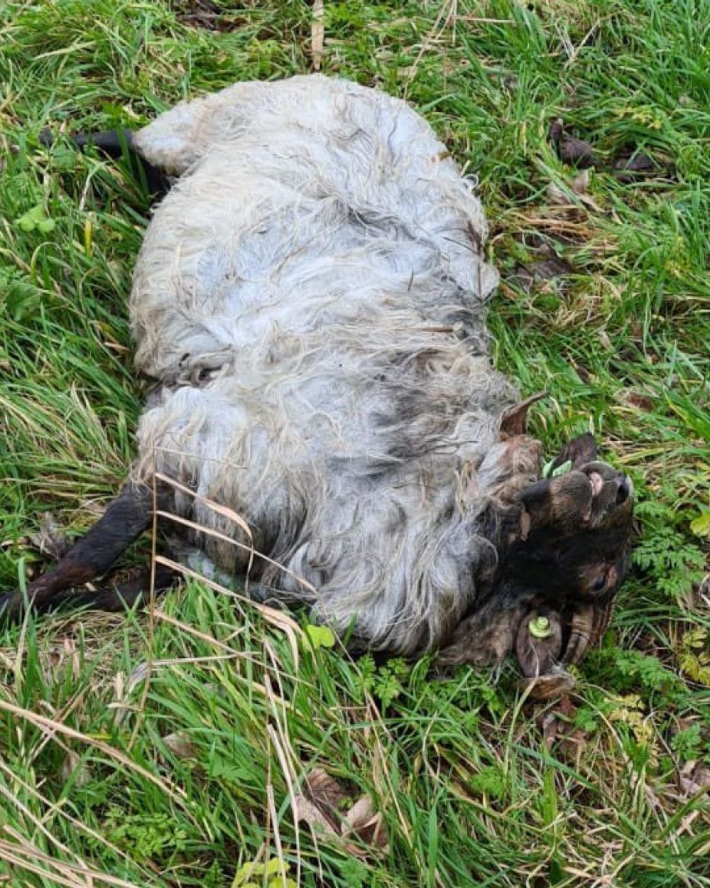 Hond bijt schaap dood in Zoetermeer - Omroep West