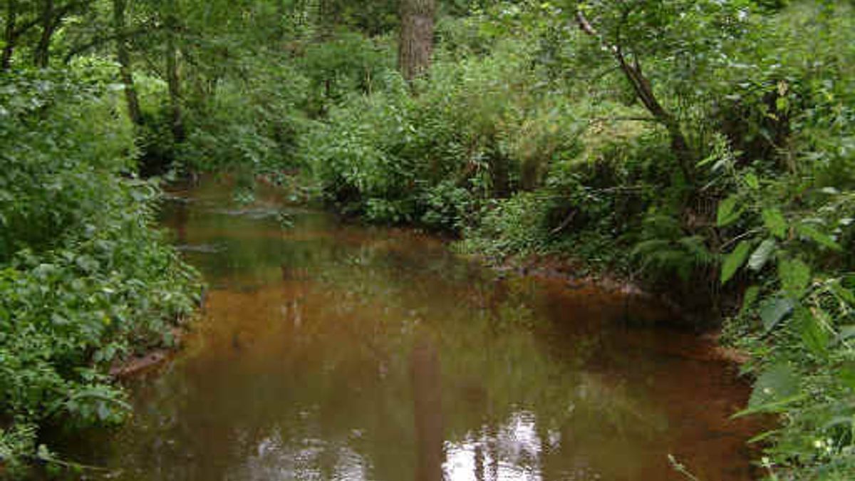 Begroeiing Tungelroyse beek krijgt meer ruimte - L1