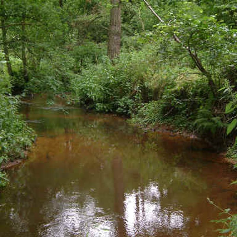 Begroeiing Tungelroyse beek krijgt meer ruimte - L1