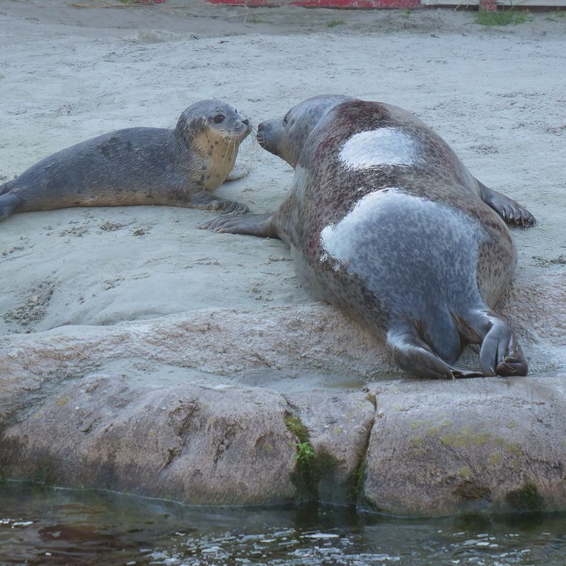 Zeehondenpup in Wildlands dood in verblijf gevonden - RTV Drenthe