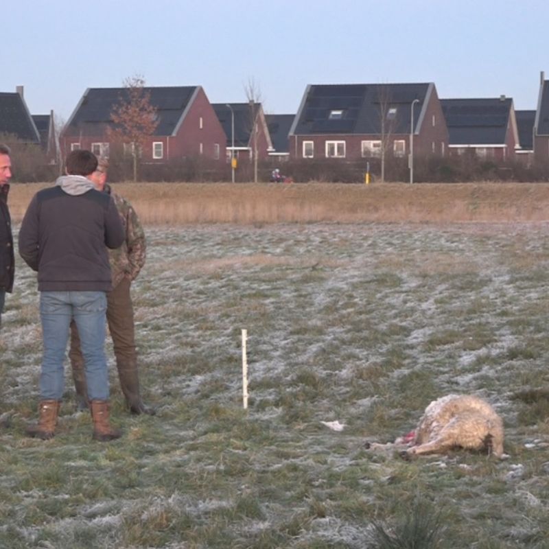CDA wil maatregelen na dood schaap bij Meerstad: 'Hier is geen plek ...