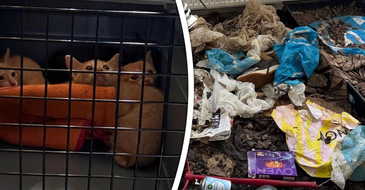 Tien verwaarloosde katten gevonden in volledig vervuilde woning ...