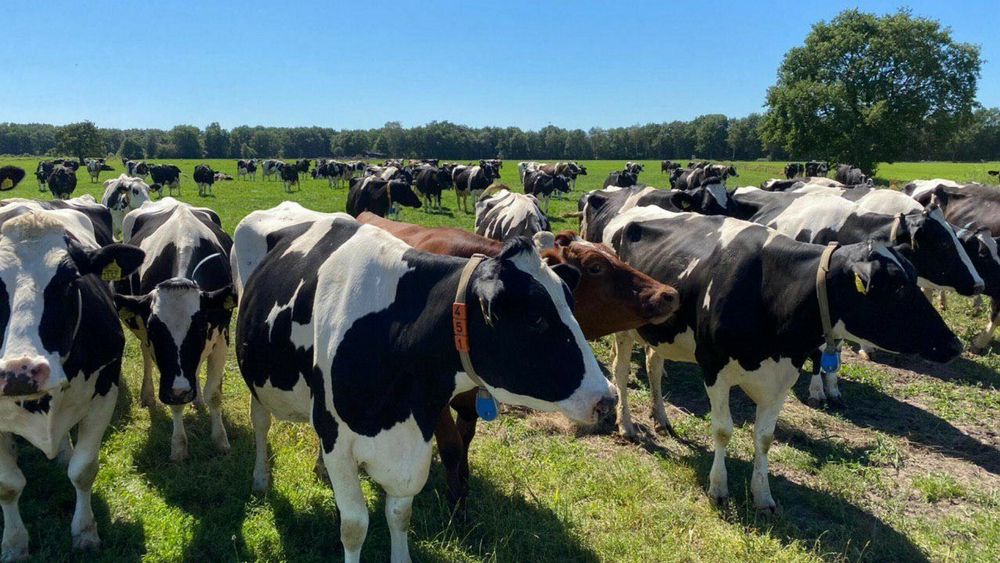 Help dieren de warme dagen door: 'Het ene dier is gevoeliger voor hitte ...