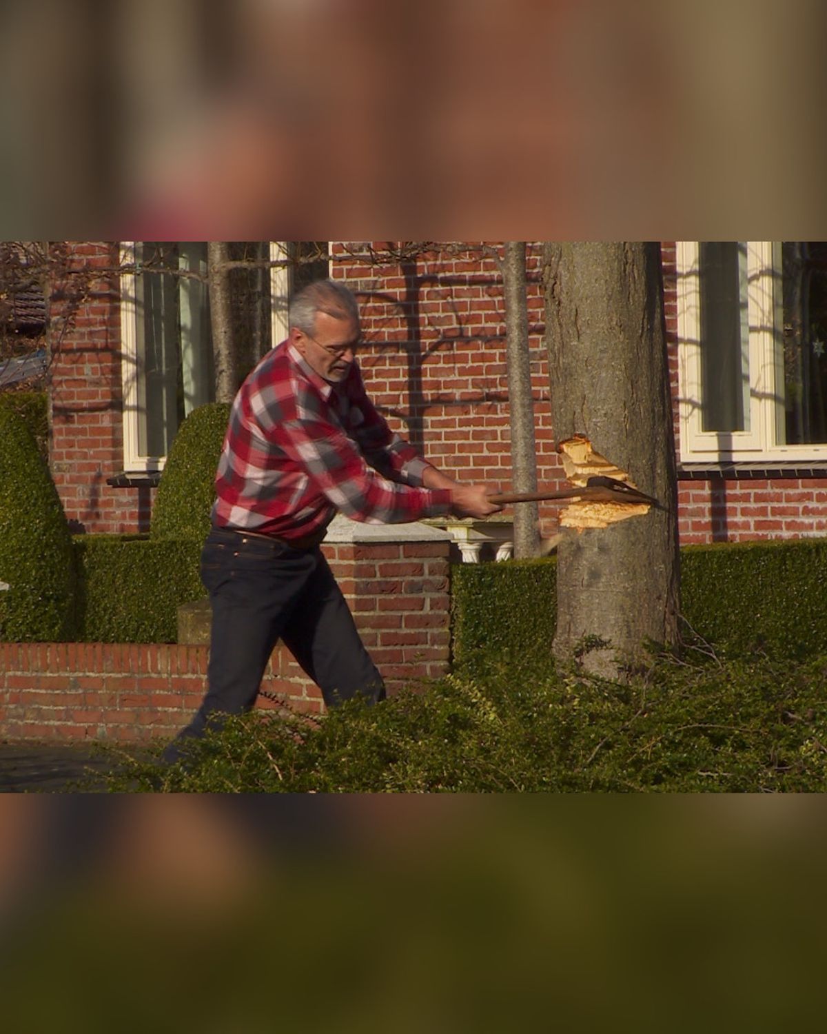 Ziekmakende elzenbomen in Oldeholtpade weggehaald - Omrop Fryslân