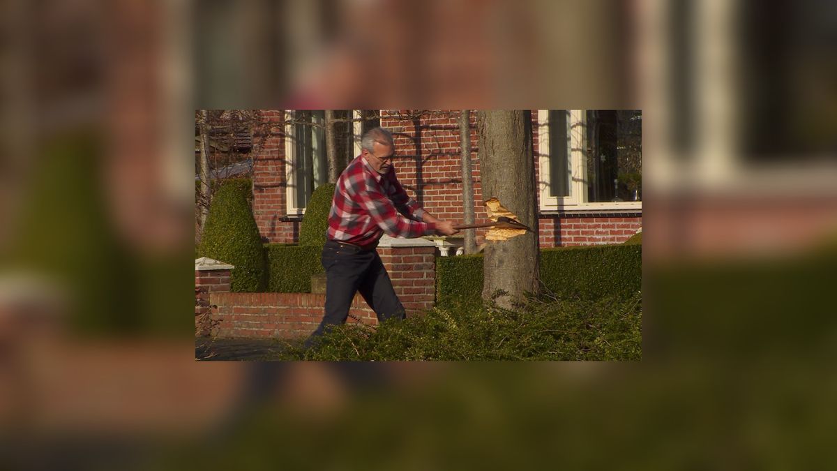 Ziekmakende elzenbomen in Oldeholtpade weggehaald - Omrop Fryslân