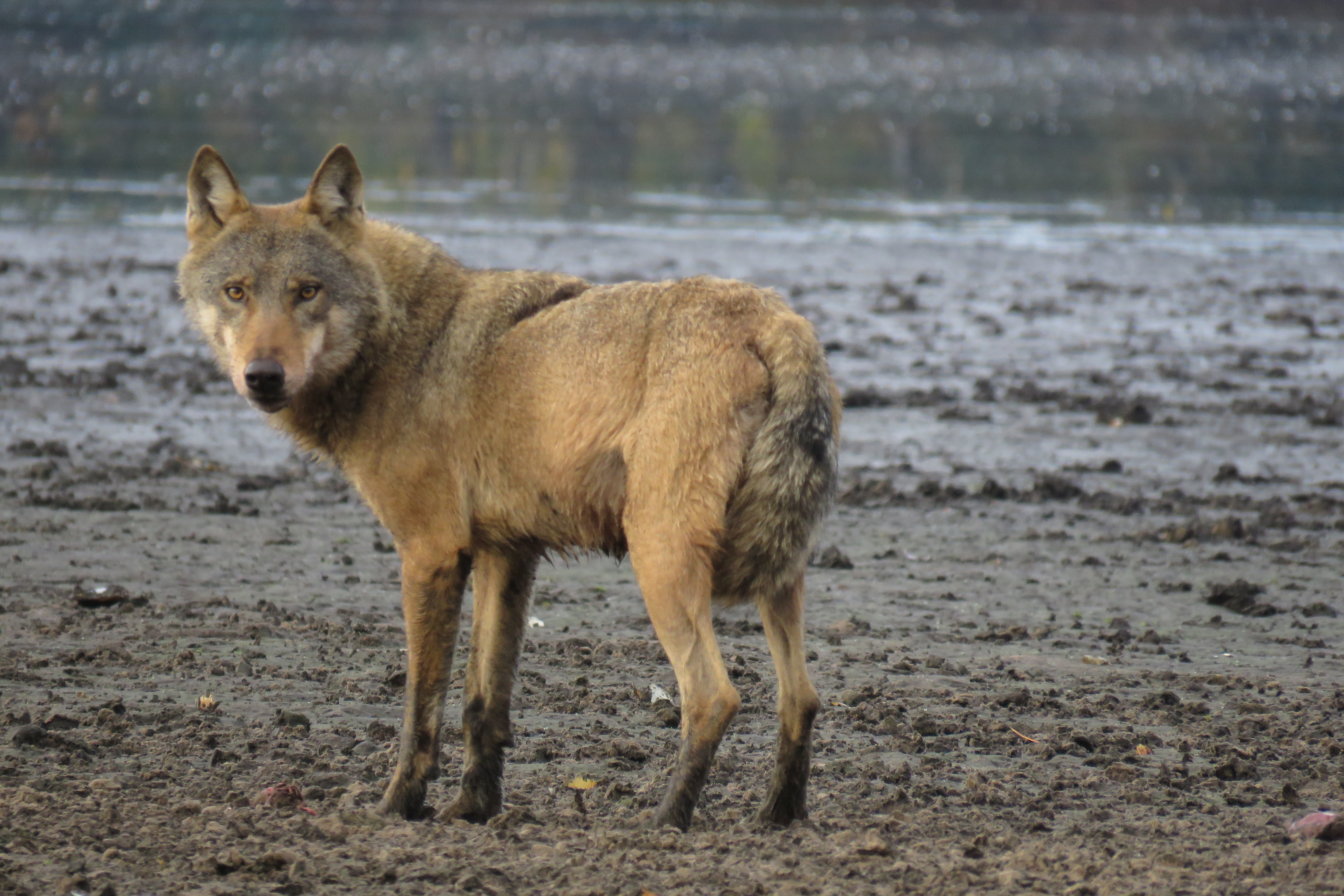 Wolven in Limburg: is het nu een wolf of een hond? - L1 Nieuws