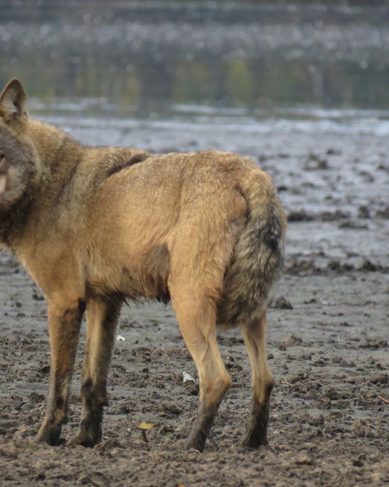 Wolven in Limburg: is het nu een wolf of een hond? - L1 Nieuws
