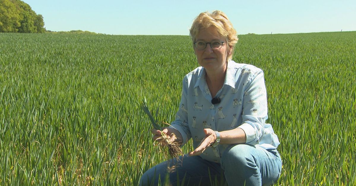 Carla Evers van BBB over provinciale verkiezingen: "Overijssel is van ons" - Oost