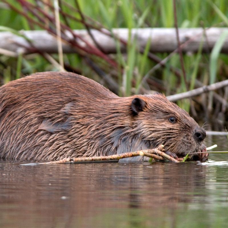 Bevers | Natuur en Zo TV - L1