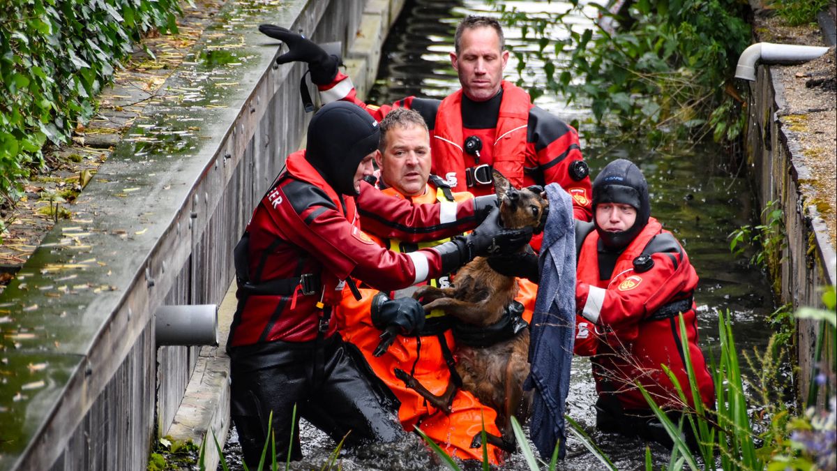 Brandweer haalt ree uit water - RTV Utrecht