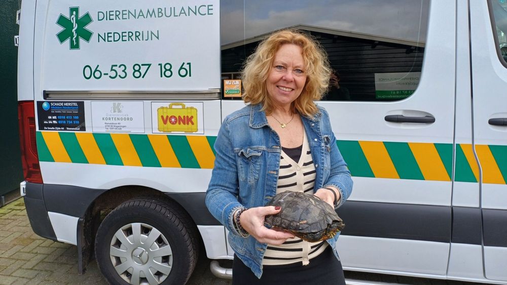 Het warmt iets op en prompt wordt de eerste gedumpte schildpad gevonden ...