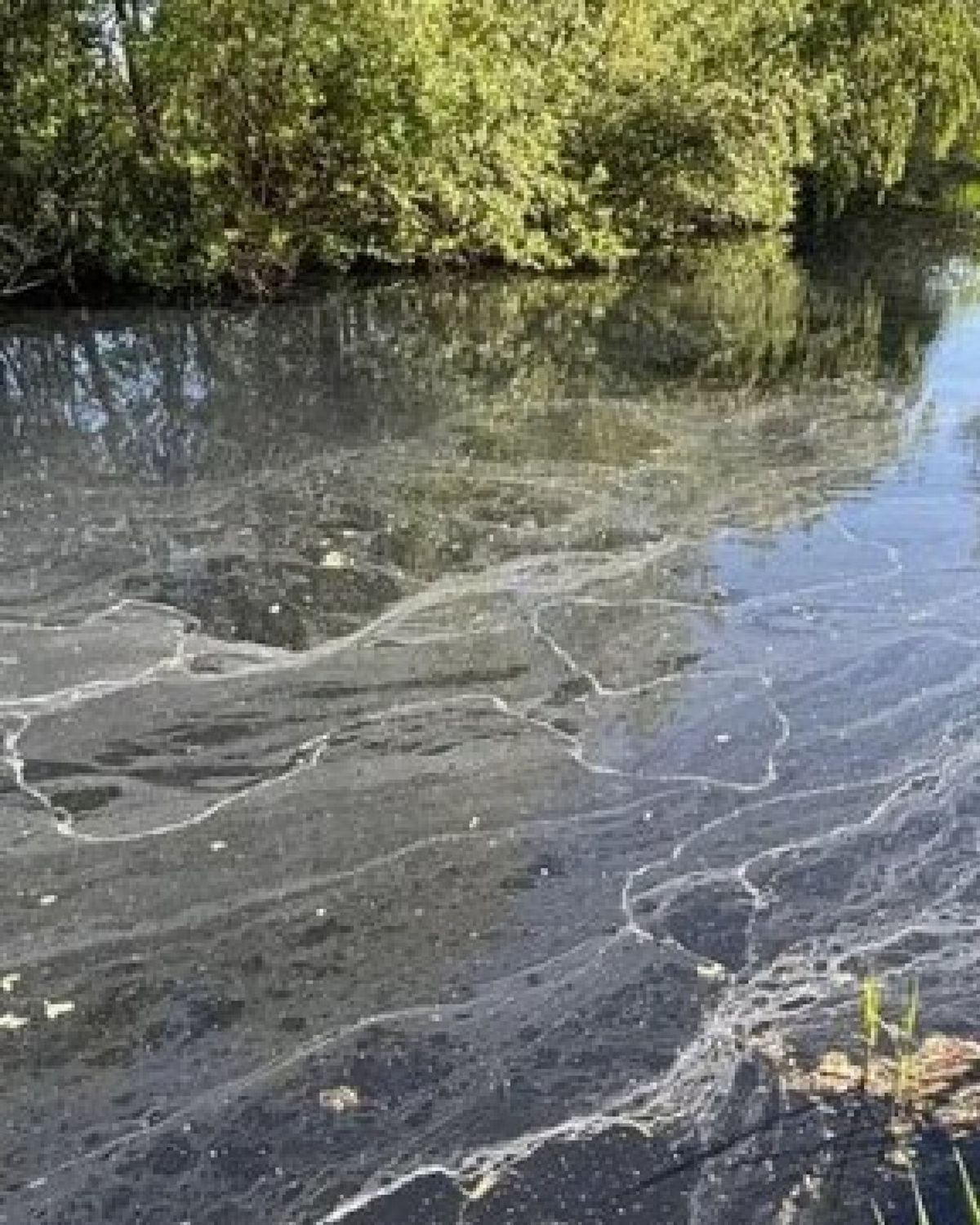 Water in sloten en vijvers vervuild, contact moet vermeden worden ...