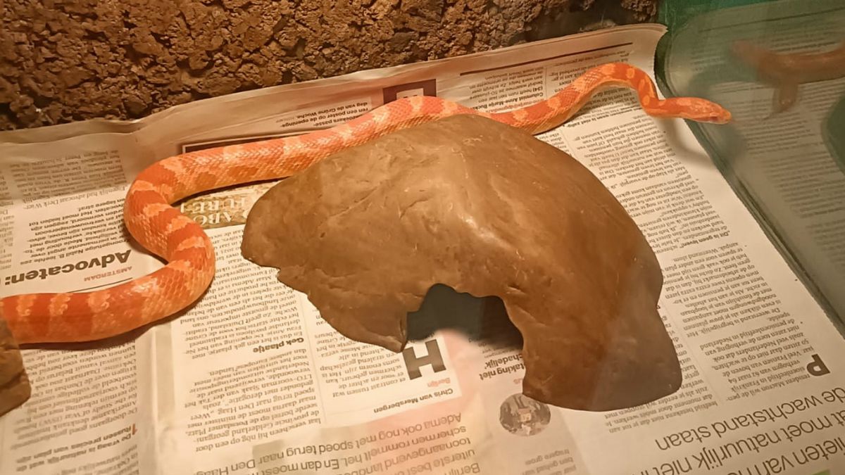 Knalrode slang op kast gevonden tijdens opruimen huis - Den Haag FM