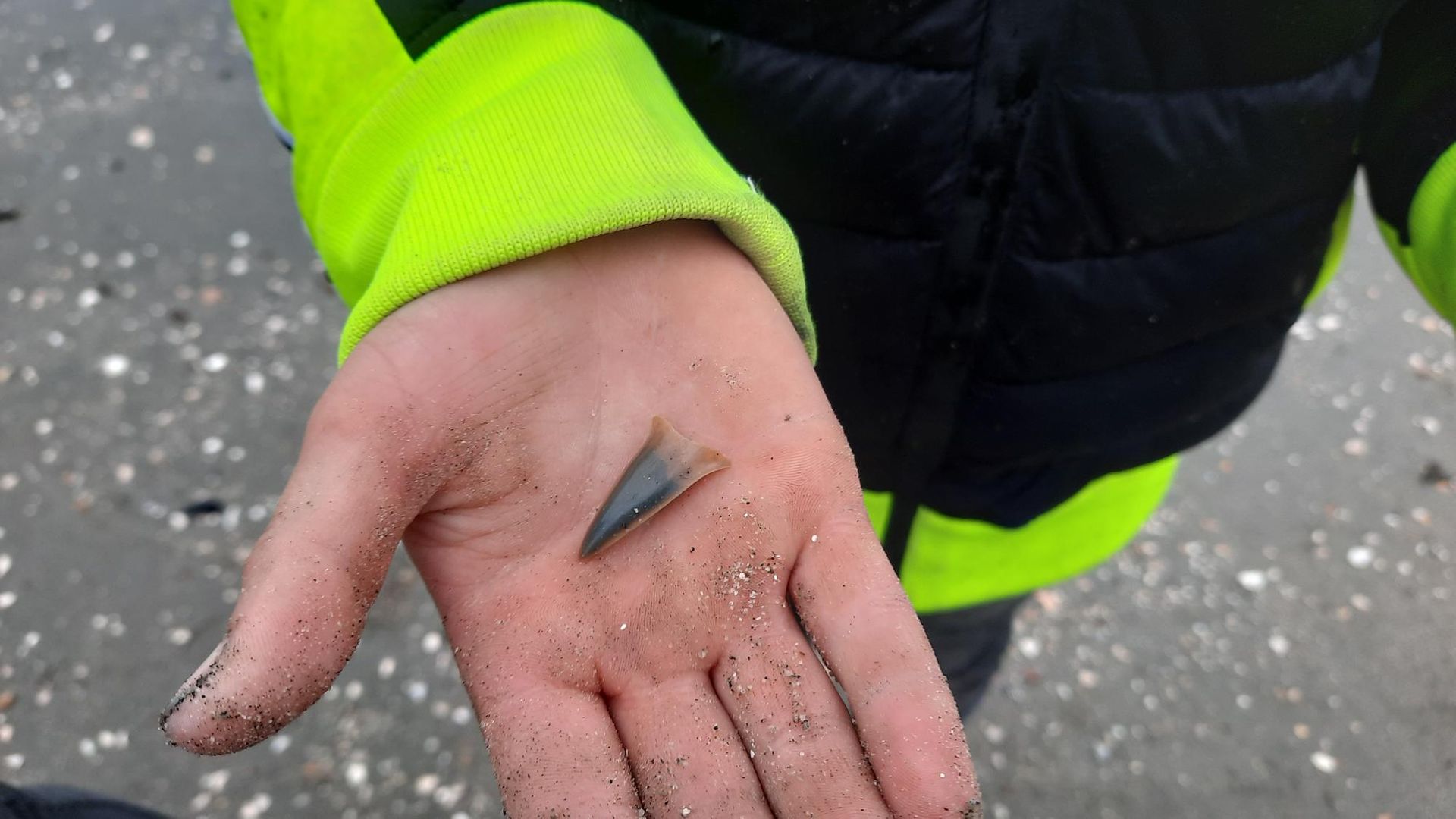 Haaientanden zoeken op de Kaloot in Borssele: 'Succes gegarandeerd ...