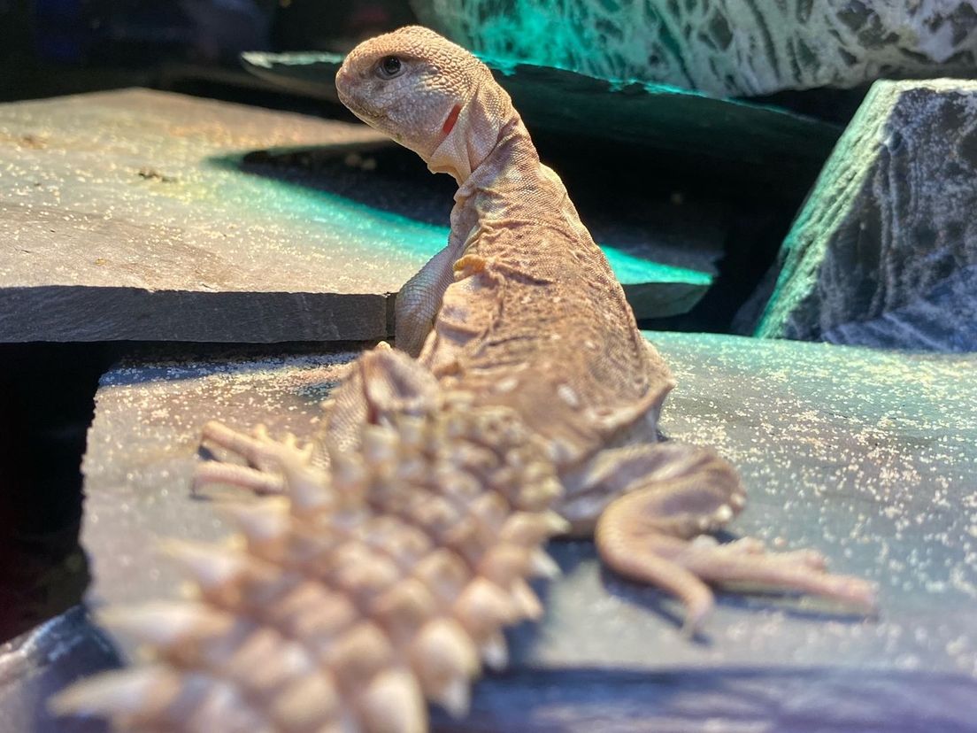 Luister terug: De Kaaiman 15 juni 2022 - Rijnmond