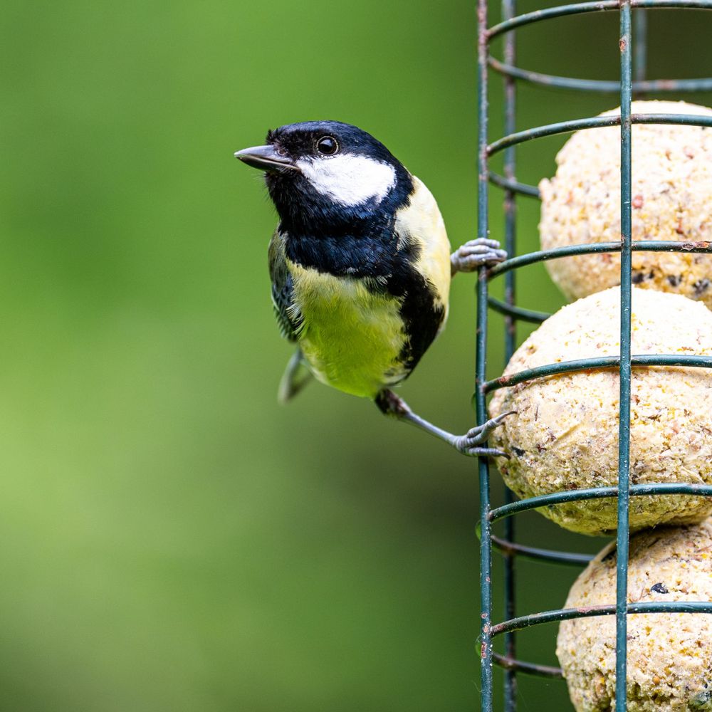 Koolmees, pimpelmees en houtduif meest getelde vogel in de Haagse tuin ...