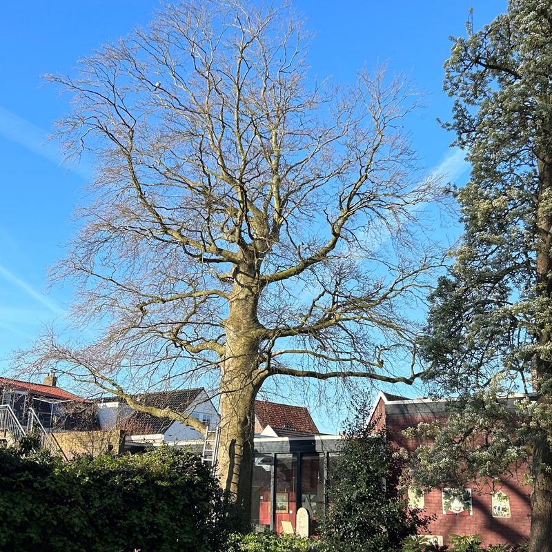 Oudste boom van Sneek in tuin van het Scheepvaartmuseum gekapt: "Als ...