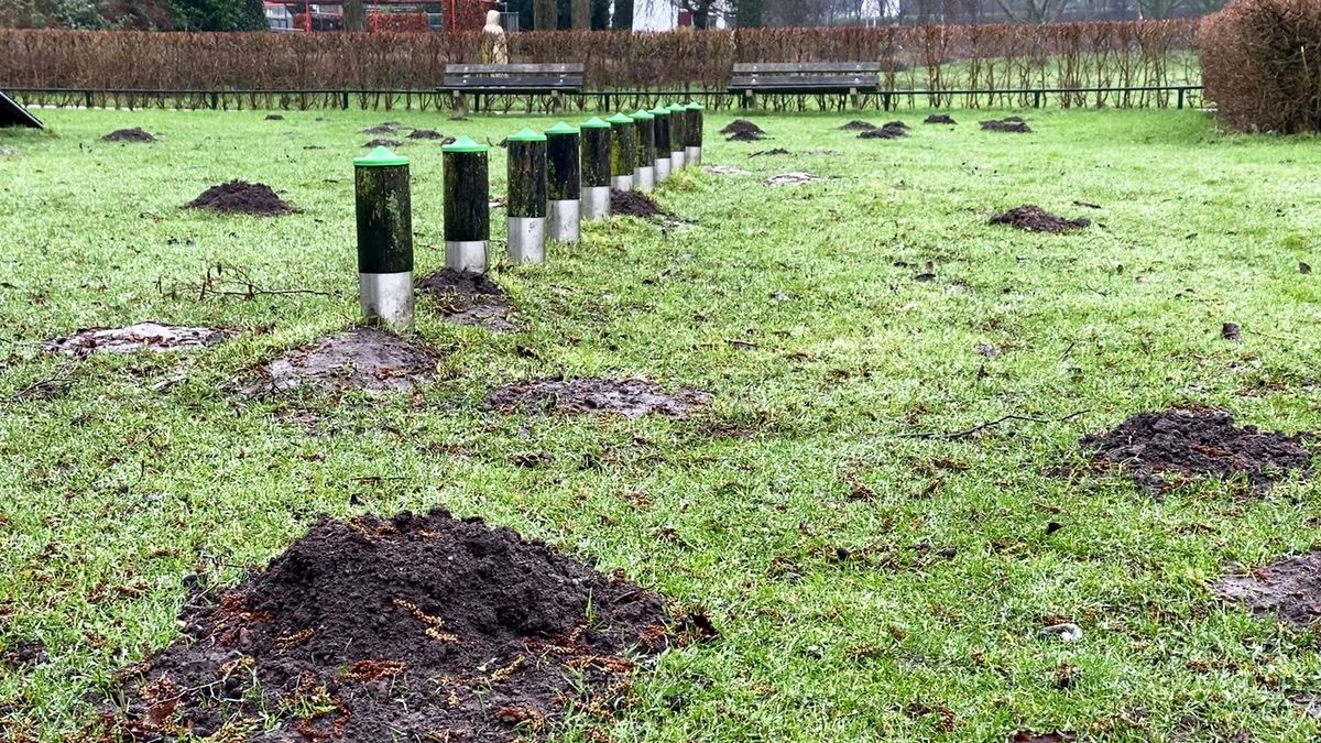 Struikel je over de molshopen? Dit is wat je kunt doen - RTV Utrecht