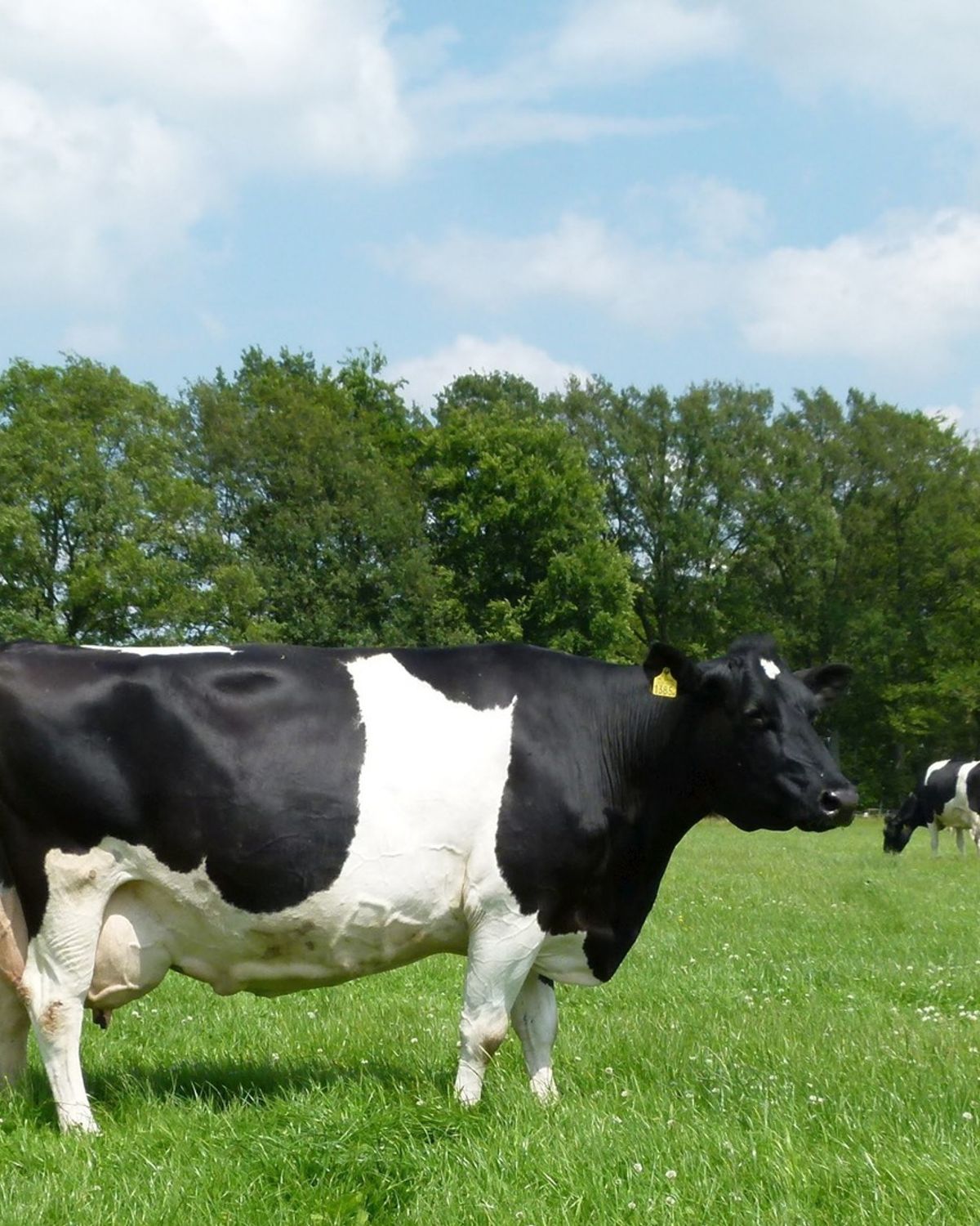 Fries-Hollandse koe verkozen tot zeldzaam ras van het jaar 2020 - Omrop ...