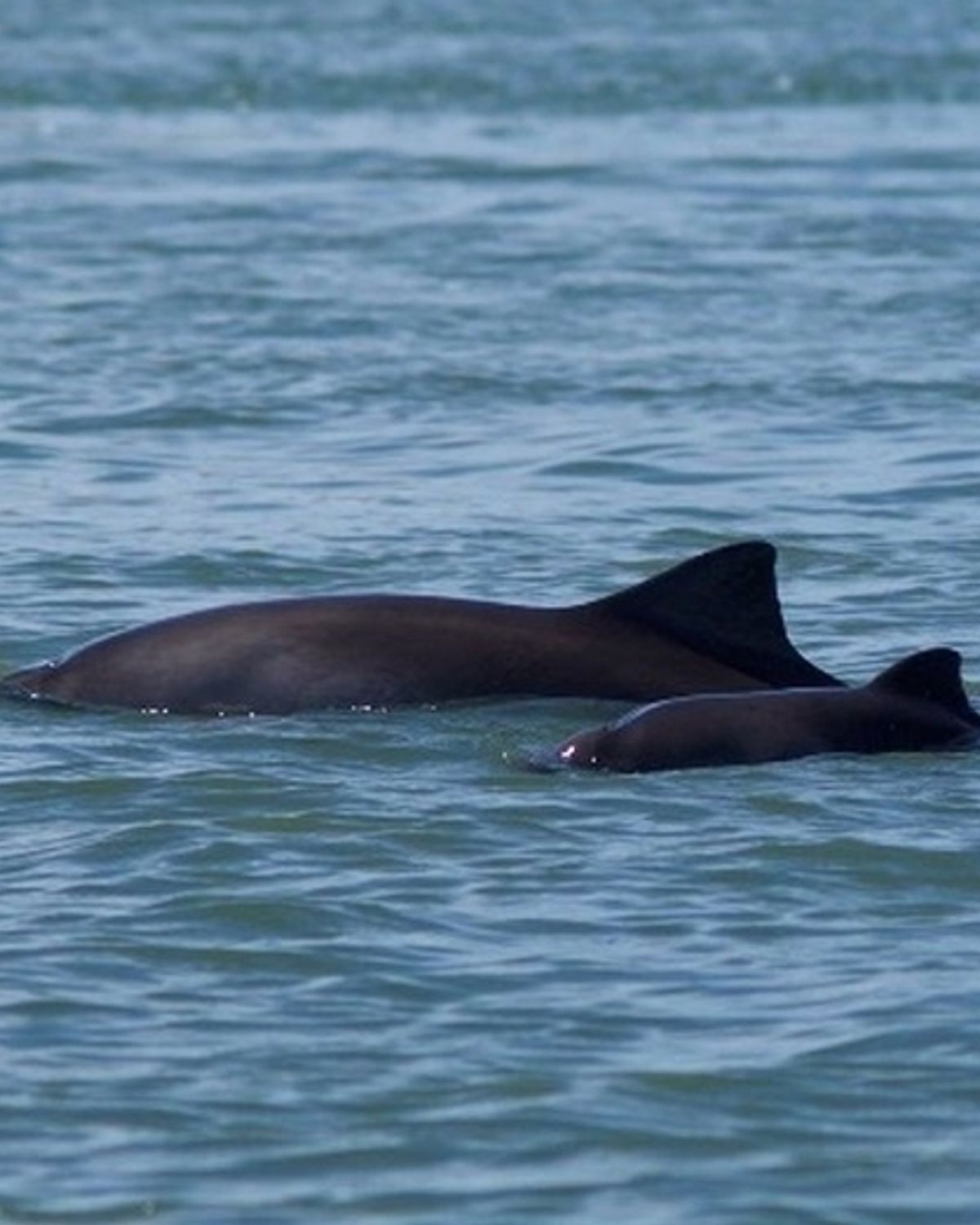 Willemien, de bekendste bruinvis in de Oosterschelde, dood gevonden ...