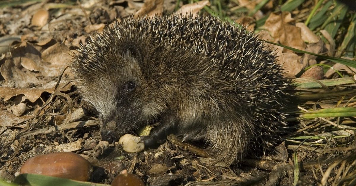 Help de egel de winter door met deze tips van natuurbeschermer Tonnie ...