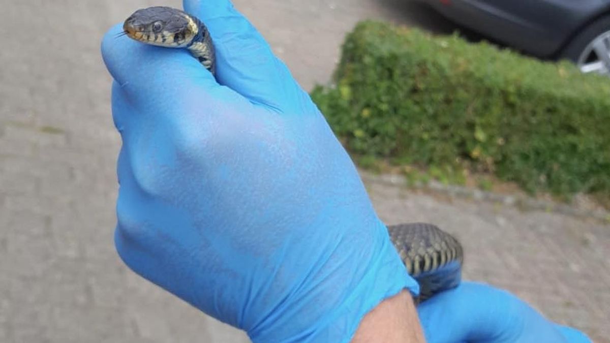 Aangetroffen ringslang in Stad stelt boswachter voor een raadsel: 'Even ...