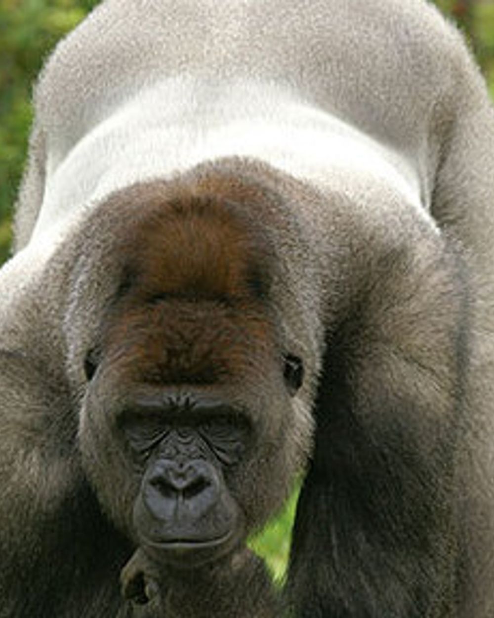Bokito was niet bang van water - Rijnmond