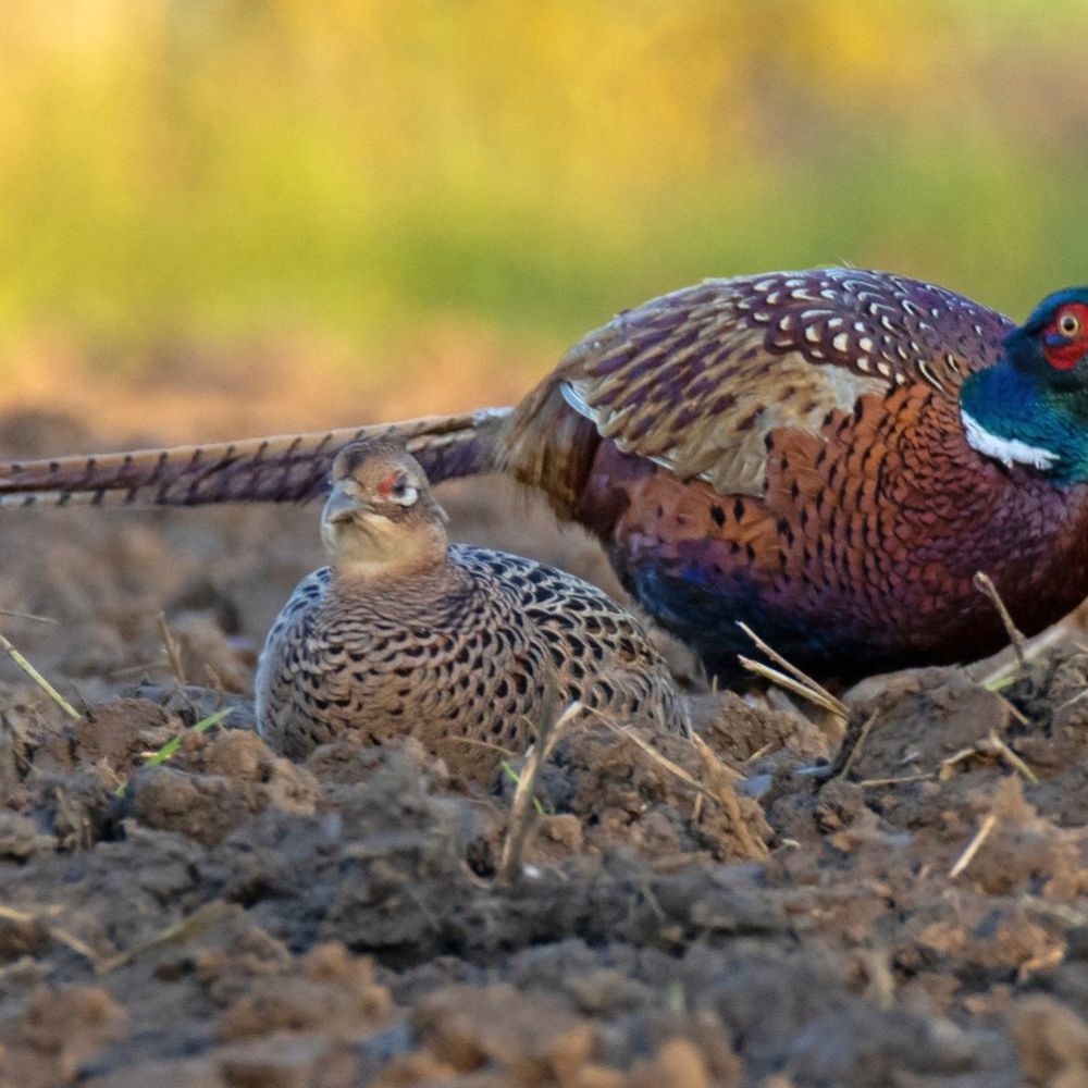 5000 fazanten afgemaakt na vaststelling vogelgriep in Achterhoek ...