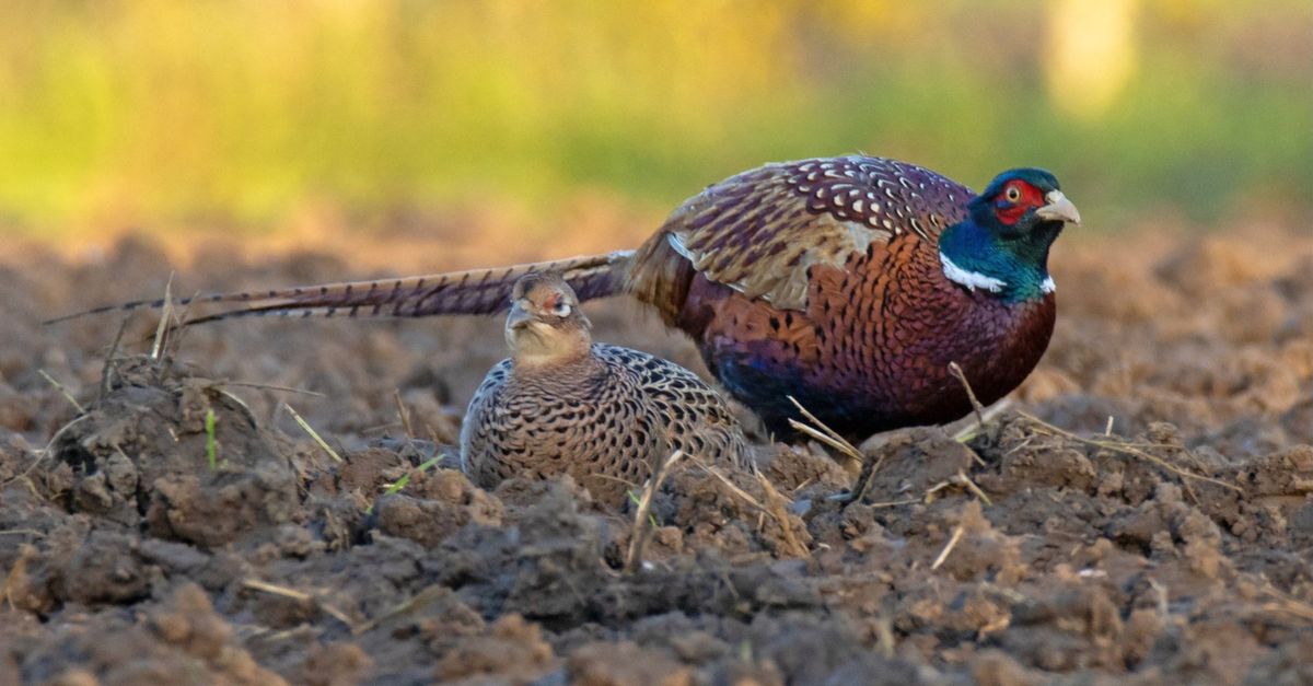 5000 fazanten afgemaakt na vaststelling vogelgriep in Achterhoek ...