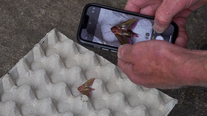 Boer Gert telt met plezier nachtvlinders op zijn erf en vindt de 100 ...