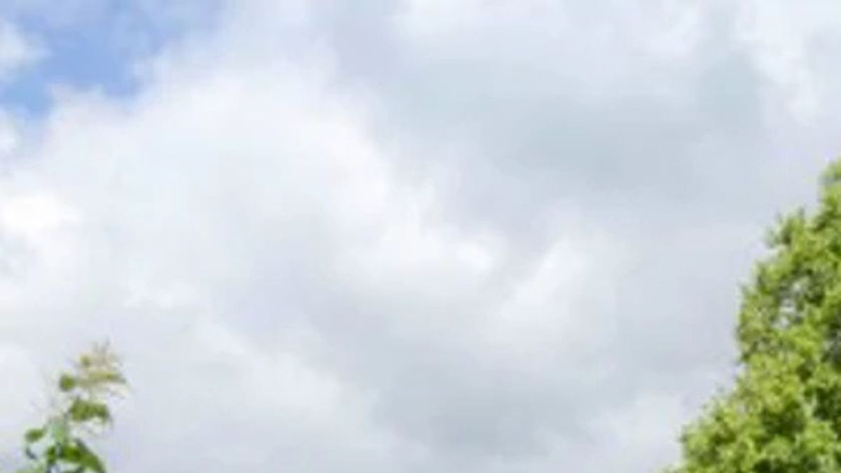 Grenslinde die eigenlijk weg moest vanwege dijkversterking Hansweert ...