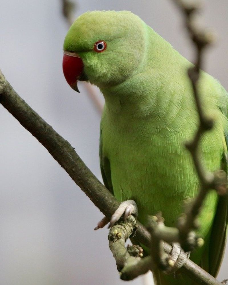 Dit is waarom je duizenden exotische halsbandparkieten in Rotterdam ...