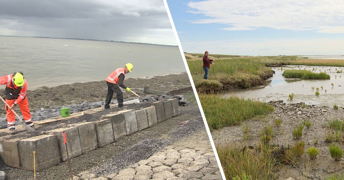 De zeespiegel stijgt: het wordt kiezen tussen deze twee soorten dijken ...