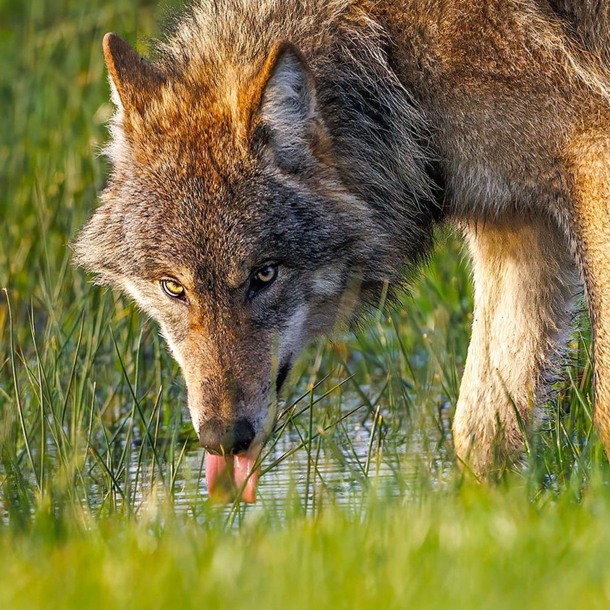 Drenthe wil wolf afschieten die in Friesland schapen heeft gedood ...
